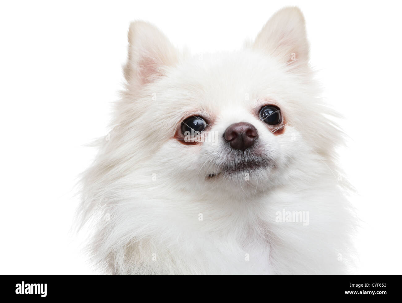 white pomeranian dog Stock Photo - Alamy