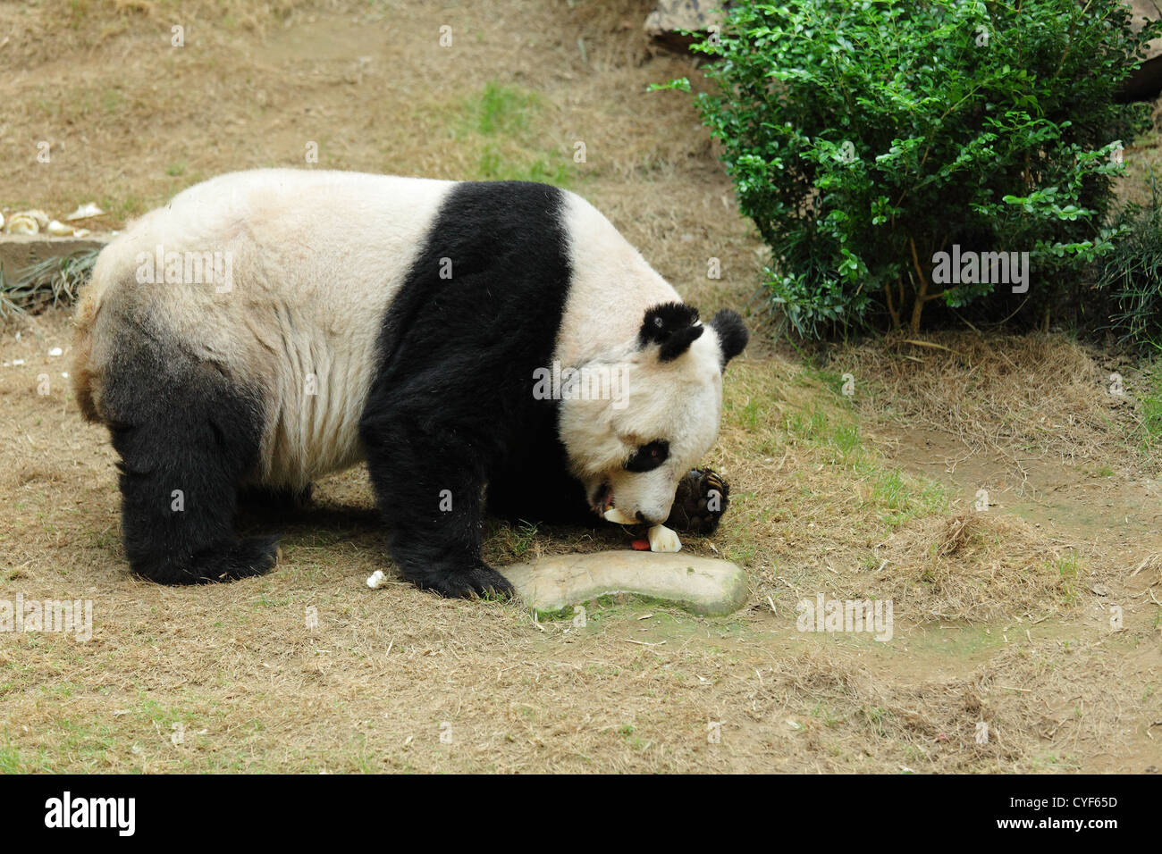 Panda protected hi-res stock photography and images - Alamy