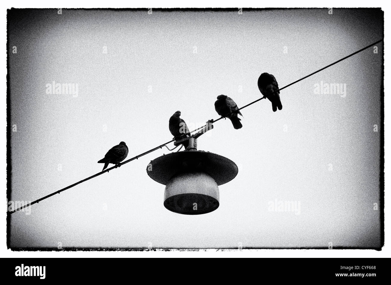 Four doves hi-res stock photography and images - Alamy