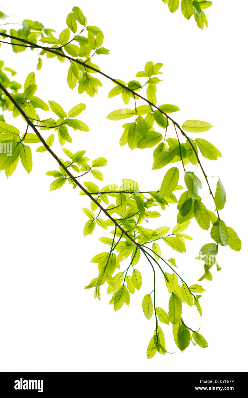 Rain leaves Cut Out Stock Images & Pictures - Alamy