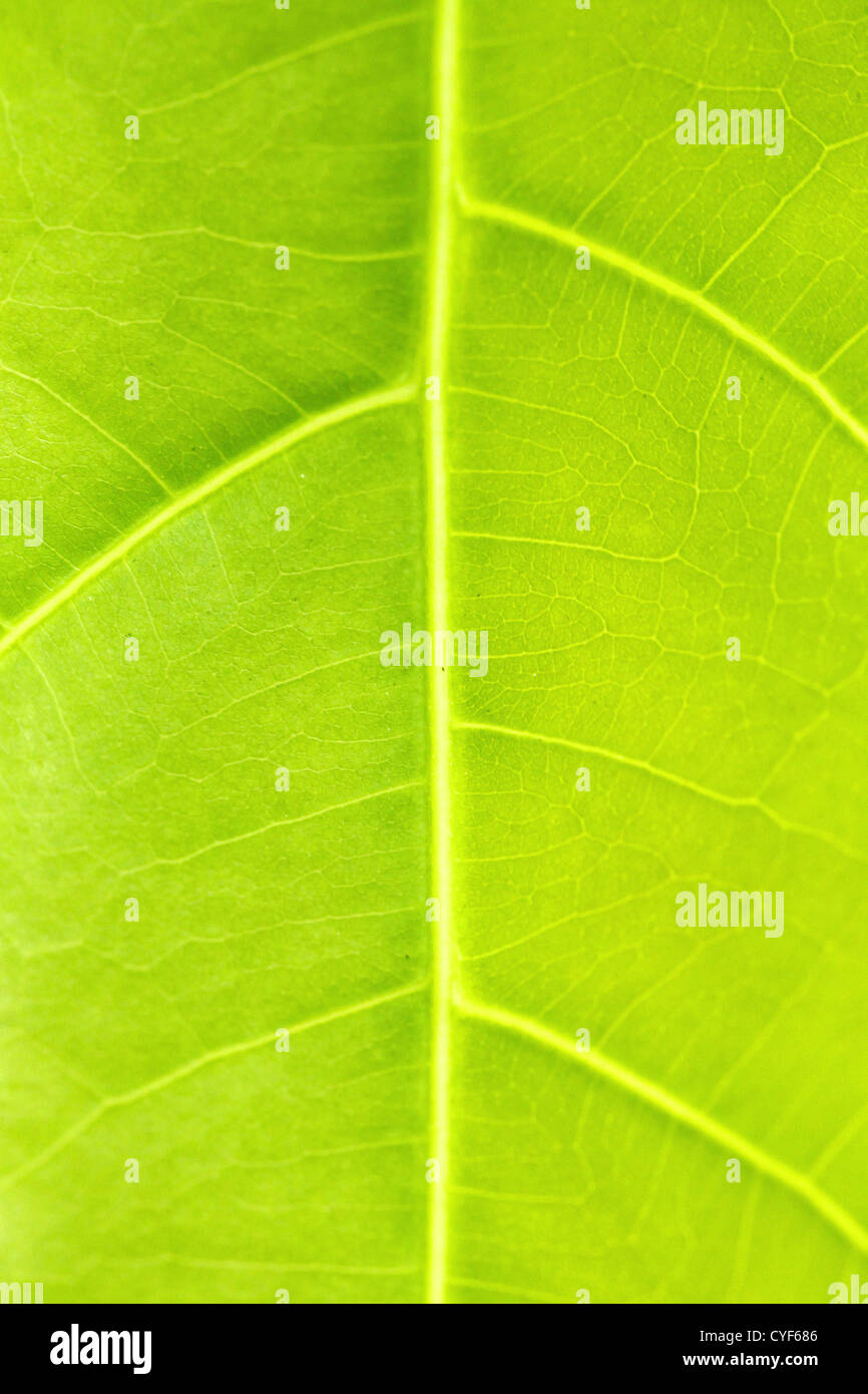 Green leaf close up nature background Stock Photo - Alamy