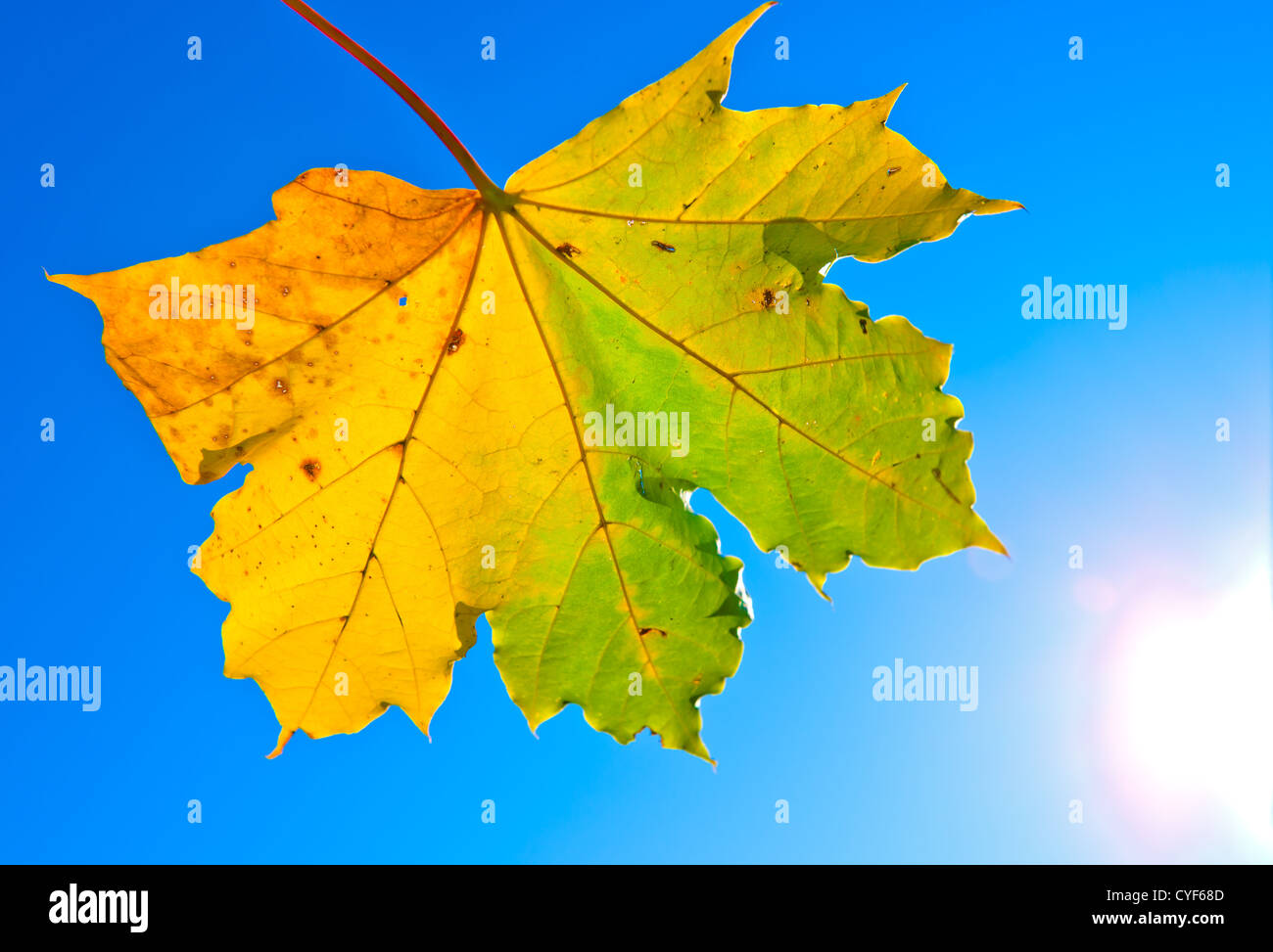 One maple leaf, sun and blue sky on the background Stock Photo - Alamy