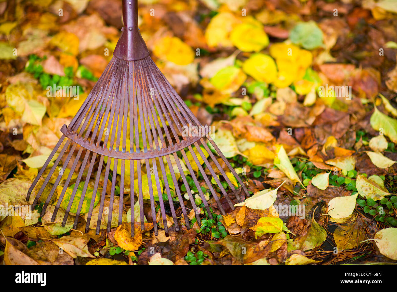 Old rake and maple leafs on the ground, horizon shot Stock Photo - Alamy