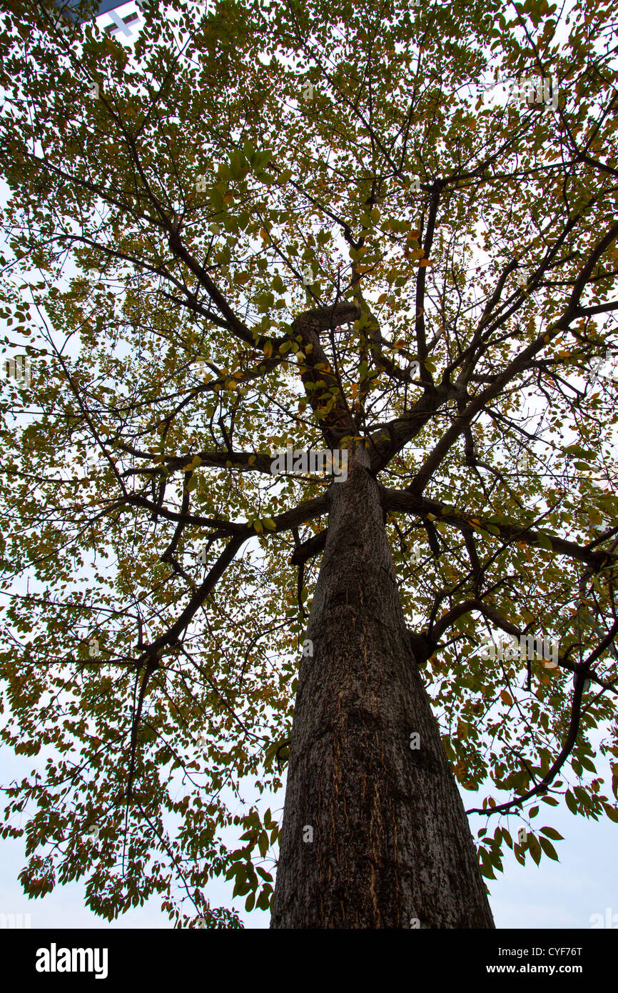 Tree trunk and branches background Stock Photo - Alamy