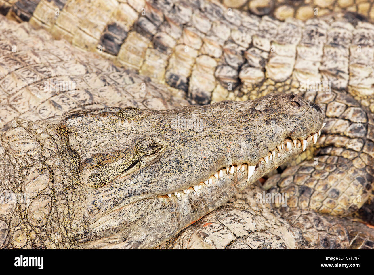 Sleeping crocodile hi-res stock photography and images - Alamy