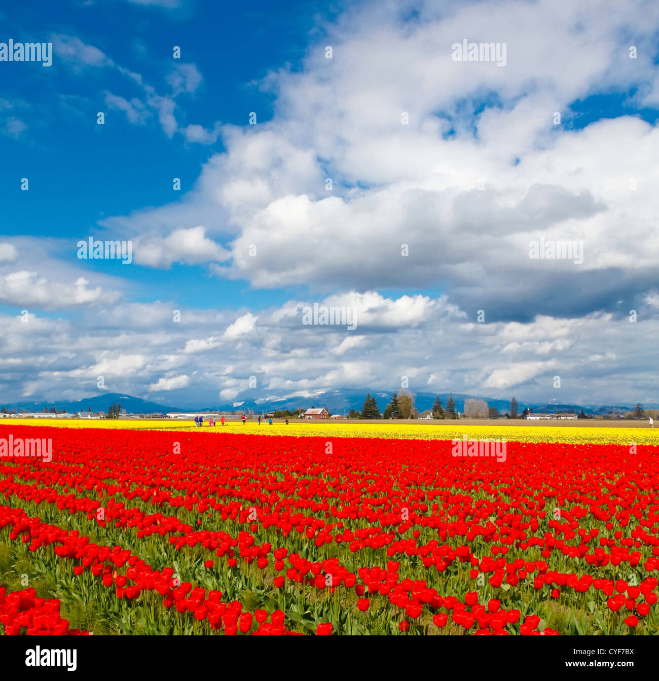 Red tulip field with yellow flowers and blue sky Stock Photo - Alamy