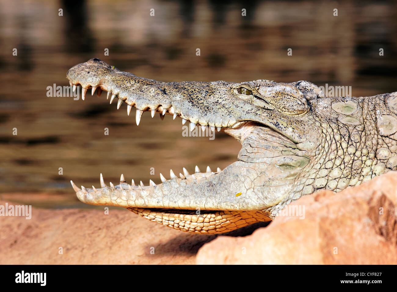 Crocodile rock hi-res stock photography and images - Alamy
