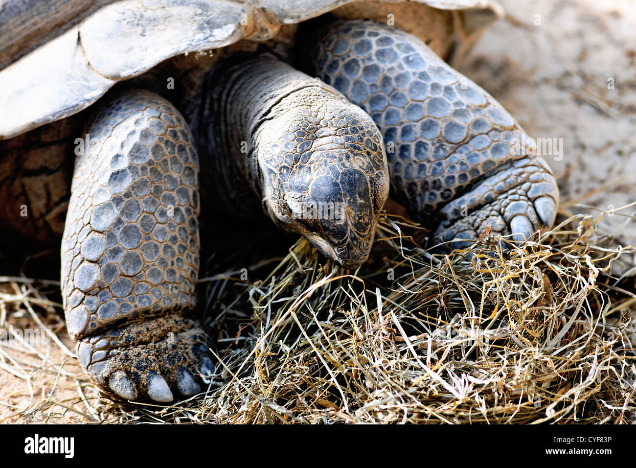 the giant tortoise eating in a zoo Stock Photo - Alamy