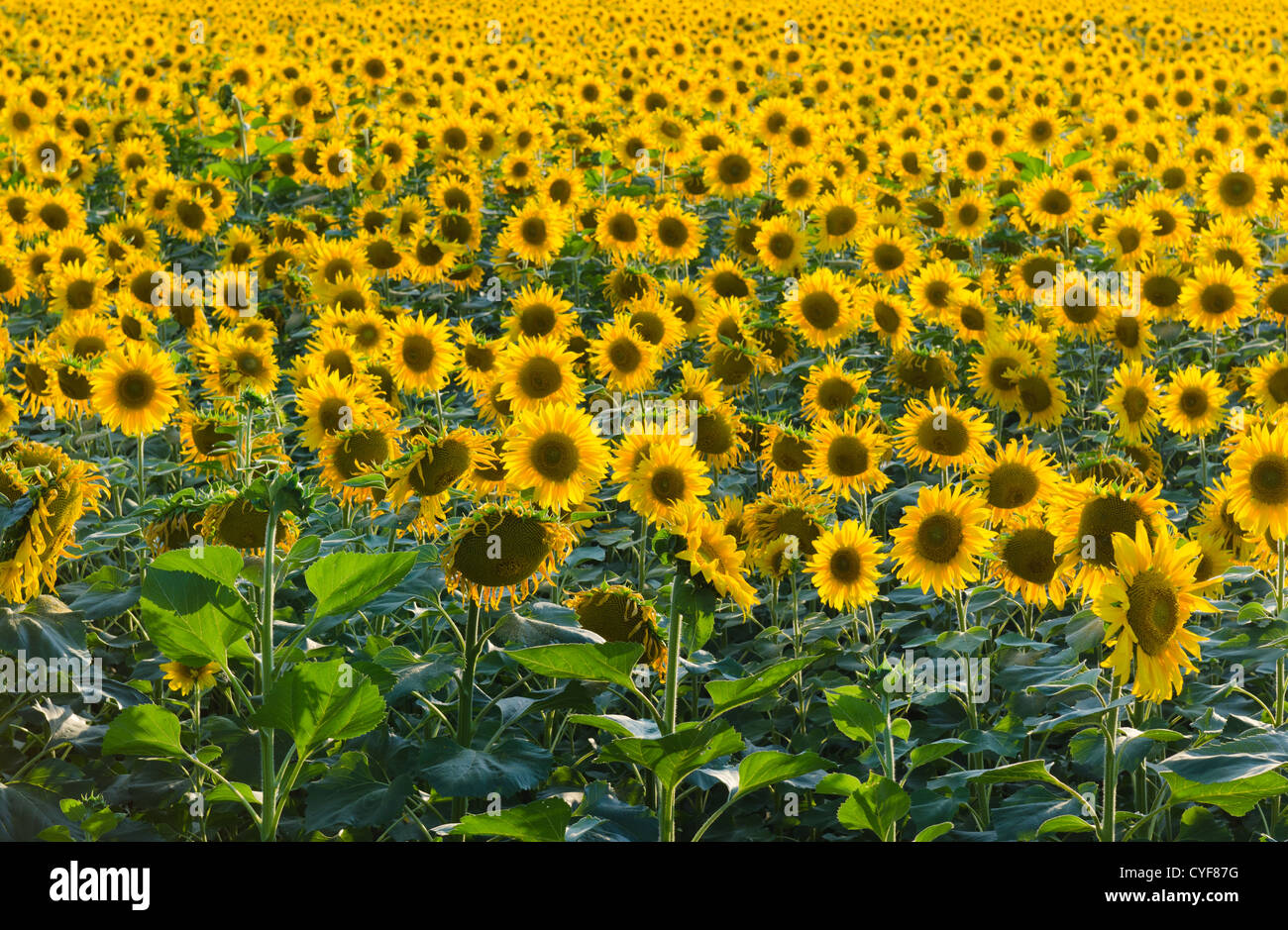 Field of sunflowers shot with no horizon to create endless effect Stock ...