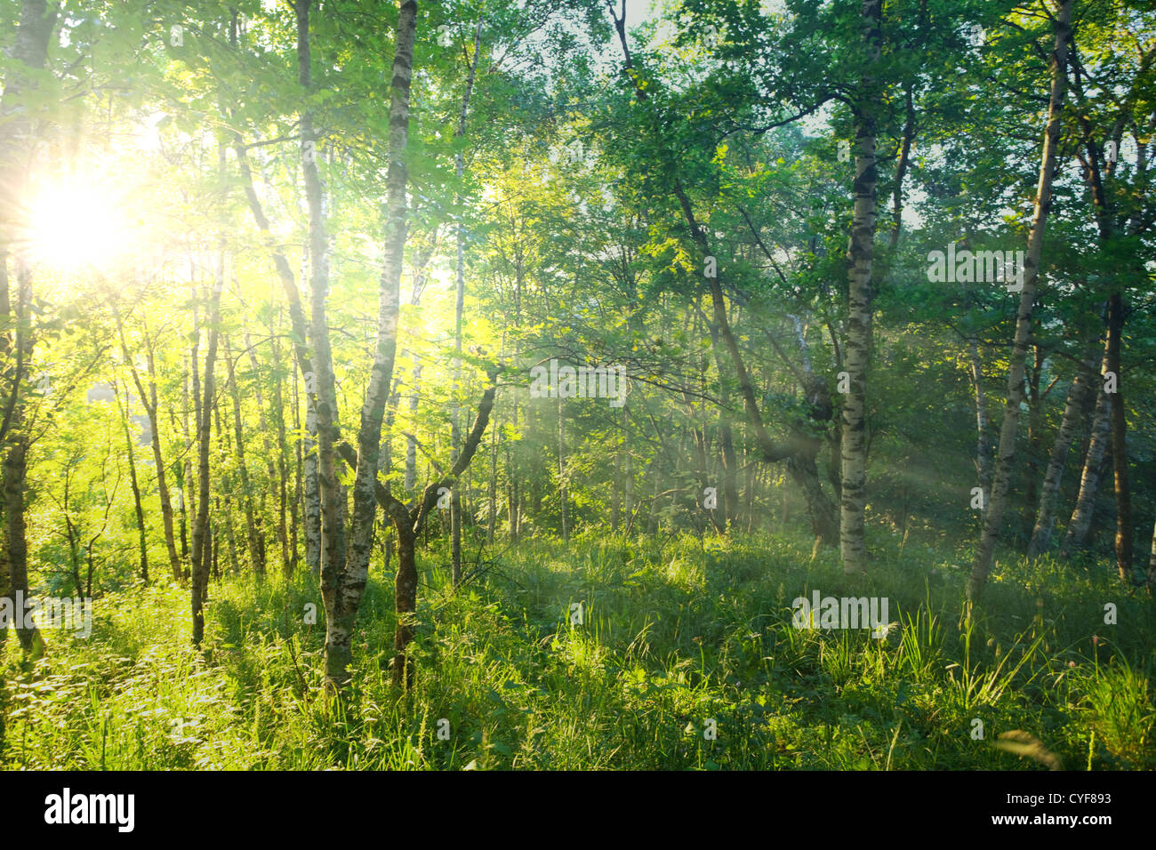 sunny forest Stock Photo - Alamy