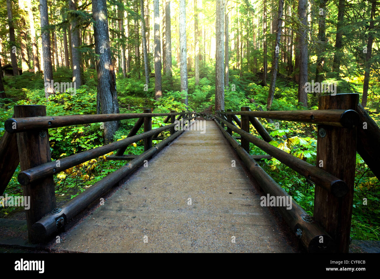 boardwalk in forest Stock Photo - Alamy