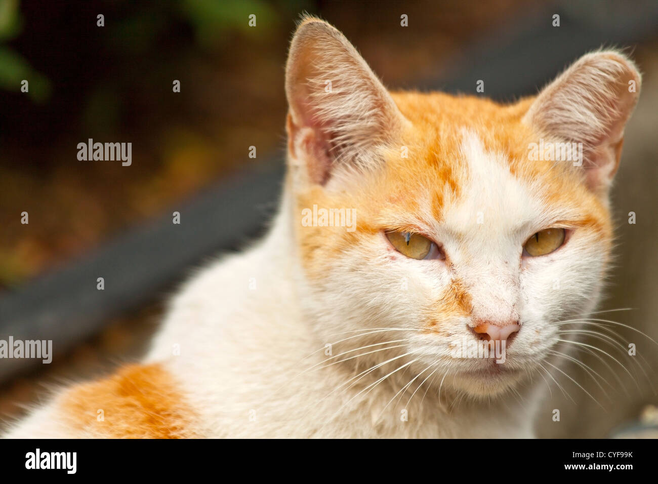 Cat, close-up shot Stock Photo - Alamy