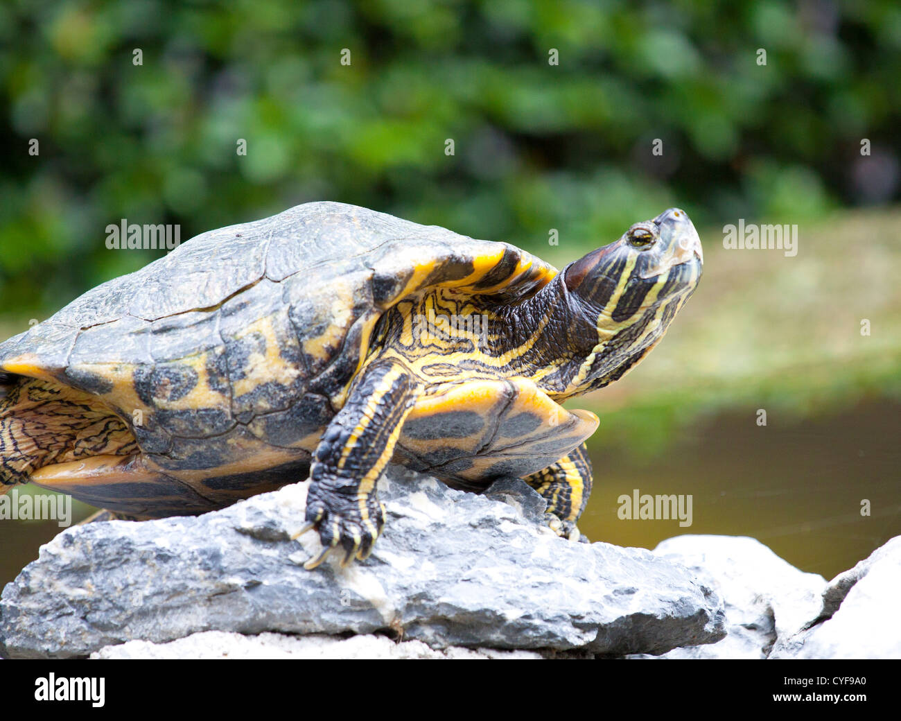 Stone tortoise hi-res stock photography and images - Alamy
