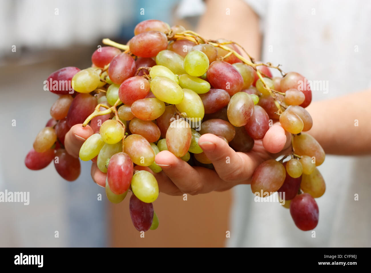 Heap of grapes in two hands Stock Photo - Alamy