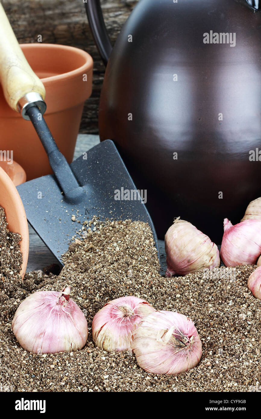 Corms hi-res stock photography and images - Alamy