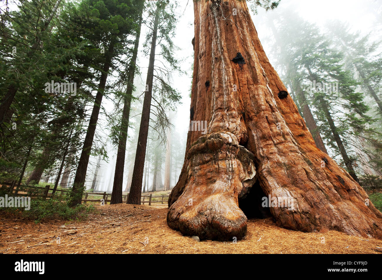 Flag in the sequoia forest hi-res stock photography and images - Alamy