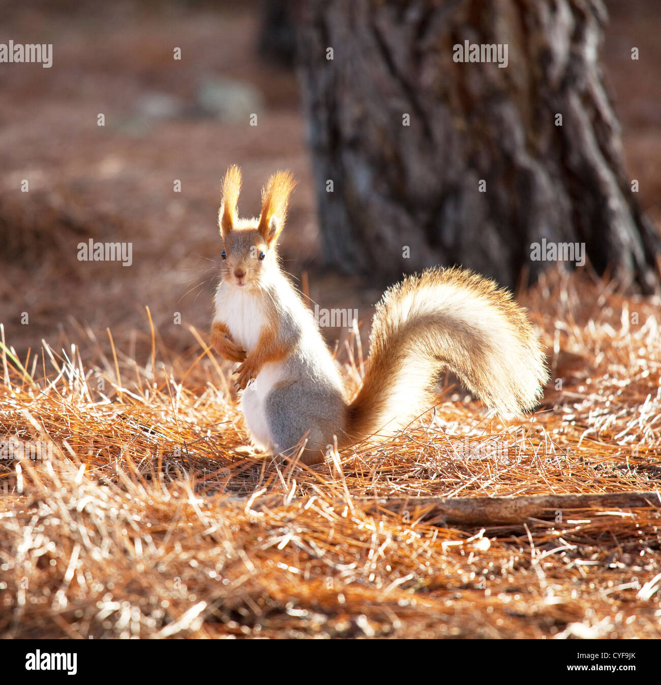 Close up shot squirrel nuts hi-res stock photography and images - Alamy