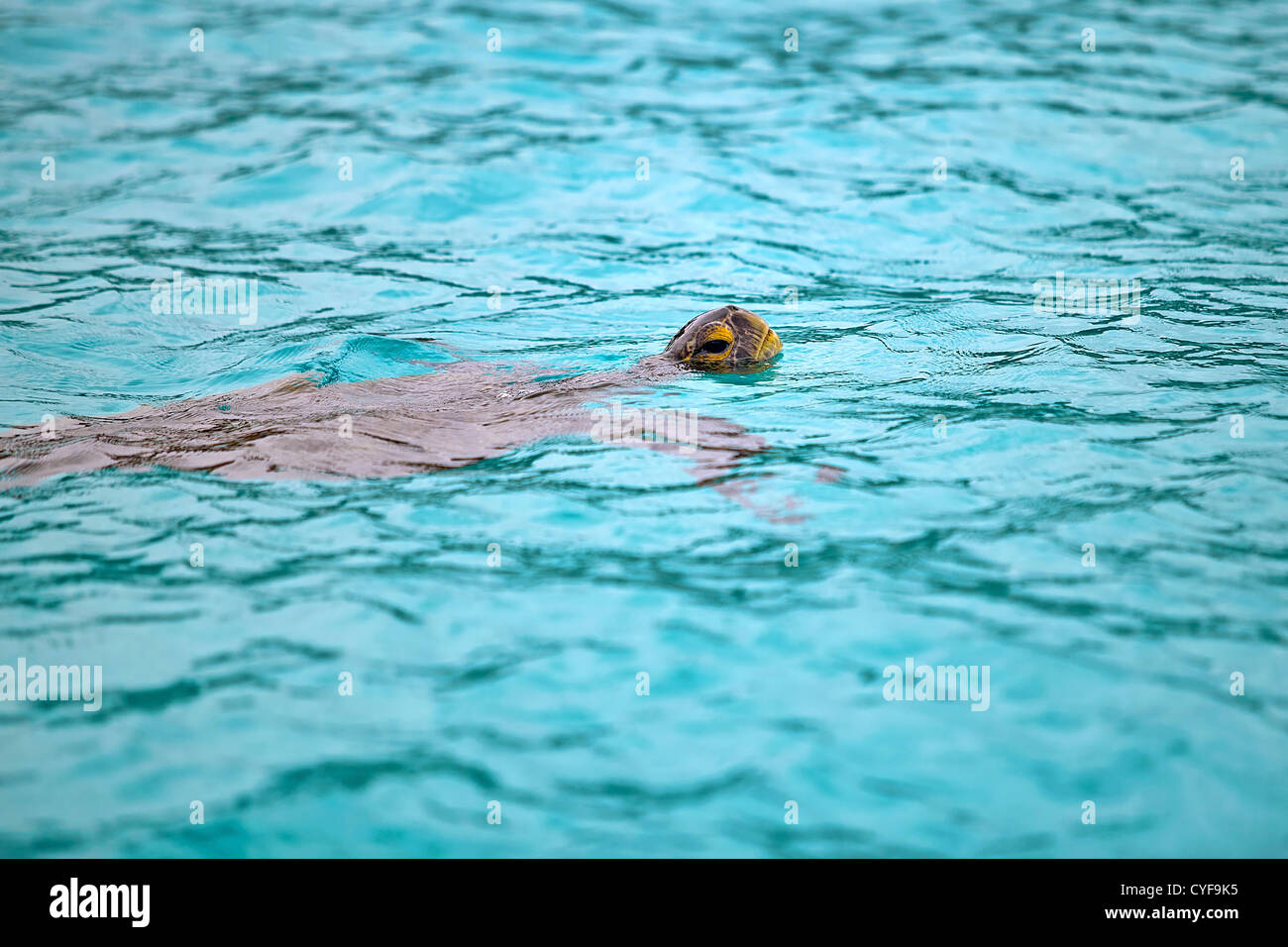 Head above water hi-res stock photography and images - Alamy