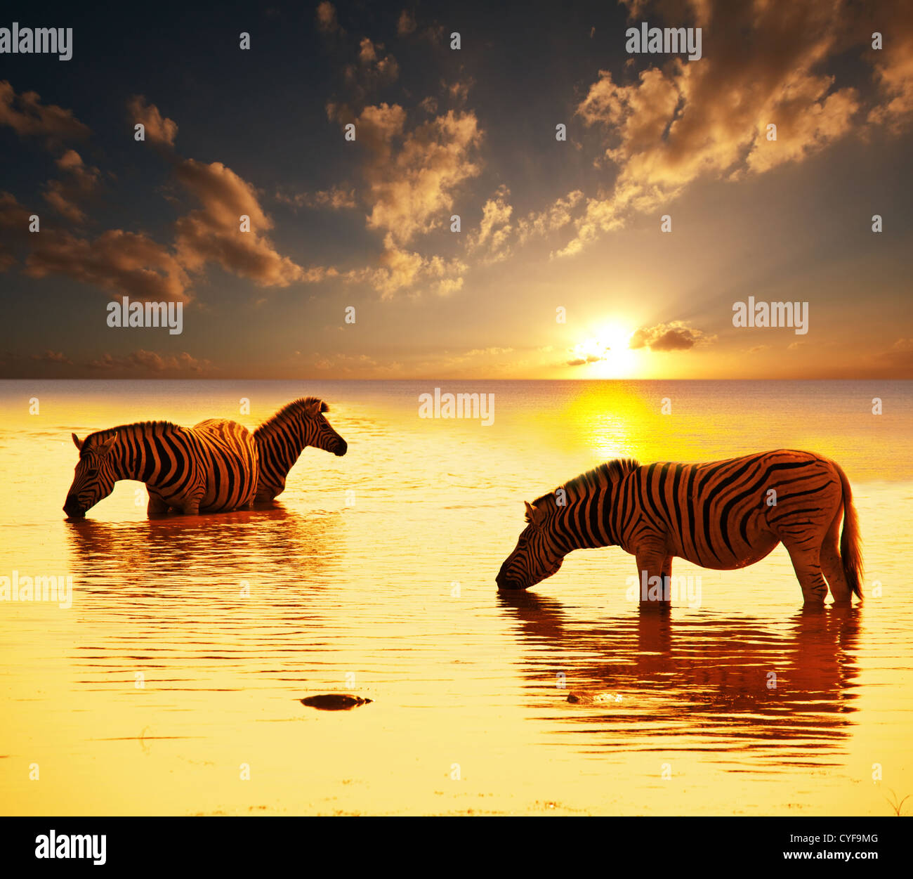 zebras at sunset Stock Photo - Alamy