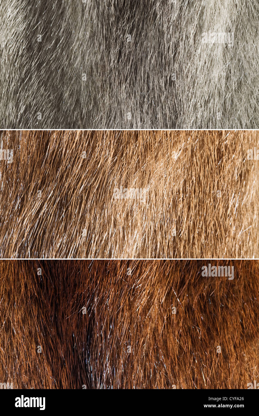 Collection with three mink fur backgrounds, extreme close-up Stock ...