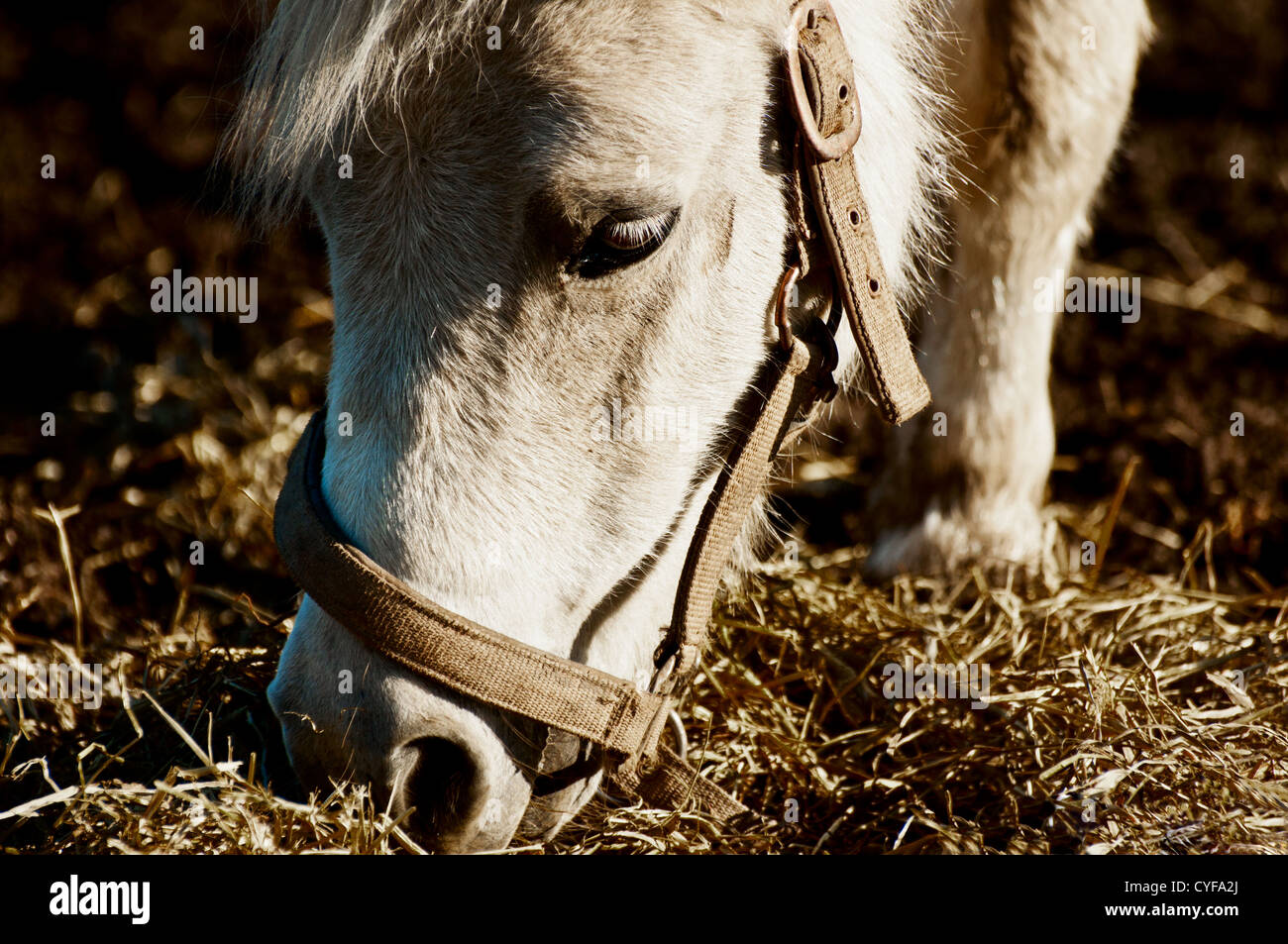 Pony horse eating hay Oslo Norway Stock Photo - Alamy