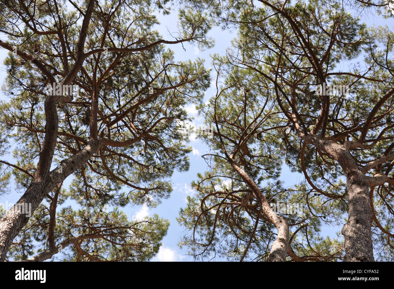 Pine trees on a hot summer day Stock Photo - Alamy