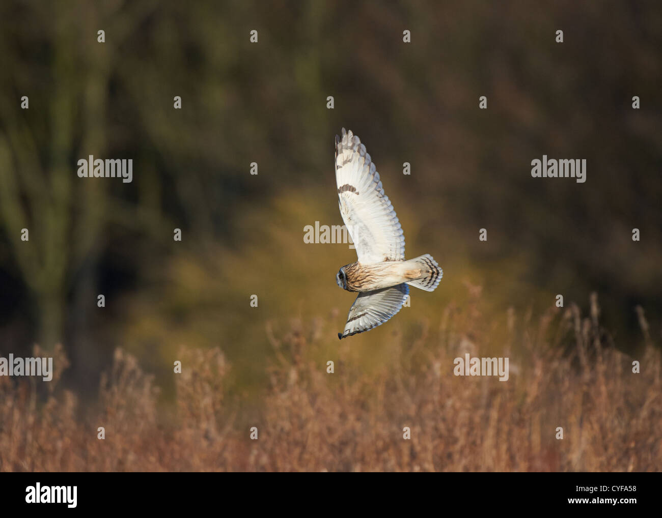 Short eared owl in long grass hi-res stock photography and images - Alamy