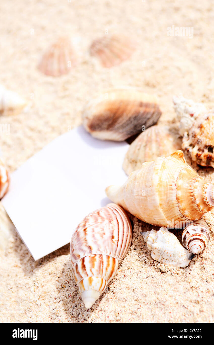 blank paper on white sand beach with starfish and shells like summer ...