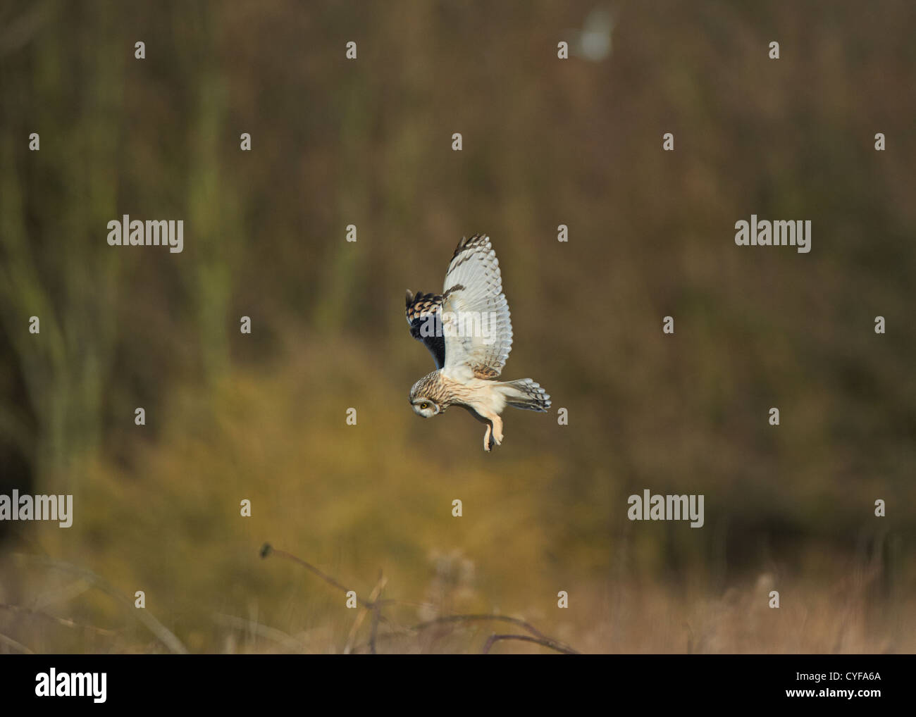Owl Flight Movement High Resolution Stock Photography and Images - Alamy
