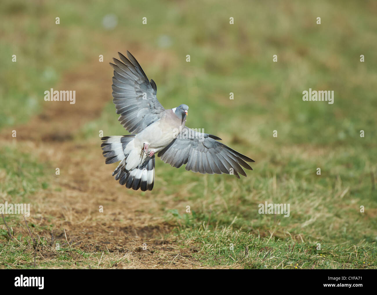 Woodpigeon in flight Stock Photo - Alamy