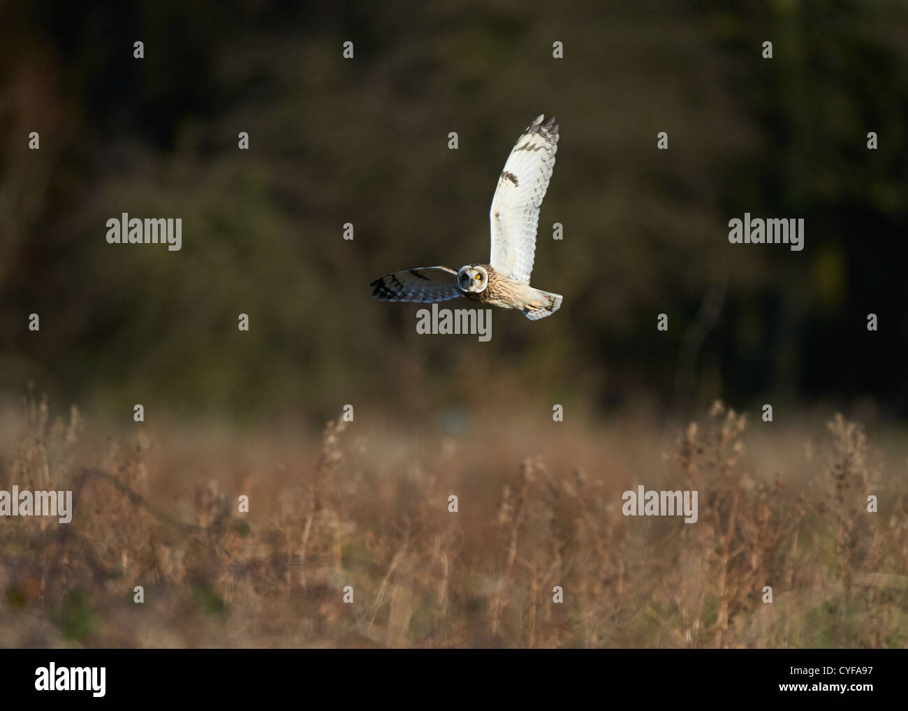 Owl Flight Movement High Resolution Stock Photography and Images - Alamy
