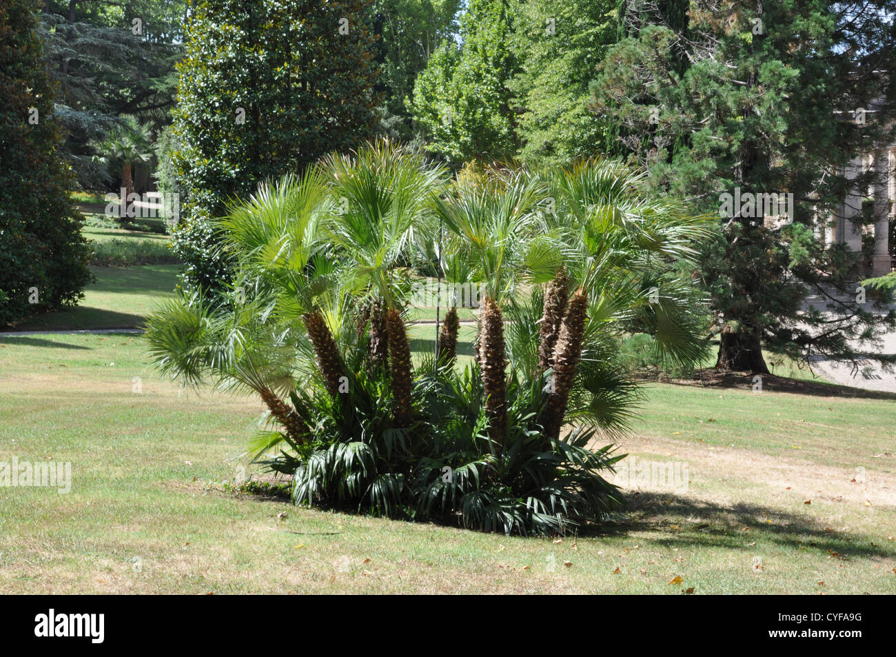 Exotic palm tree in city park Stock Photo - Alamy