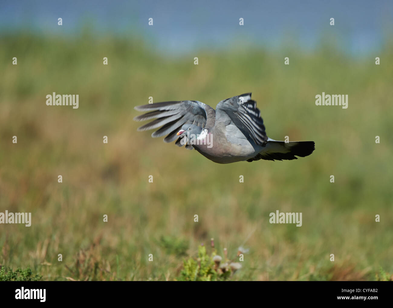 Woodpigeon in flight Stock Photo - Alamy