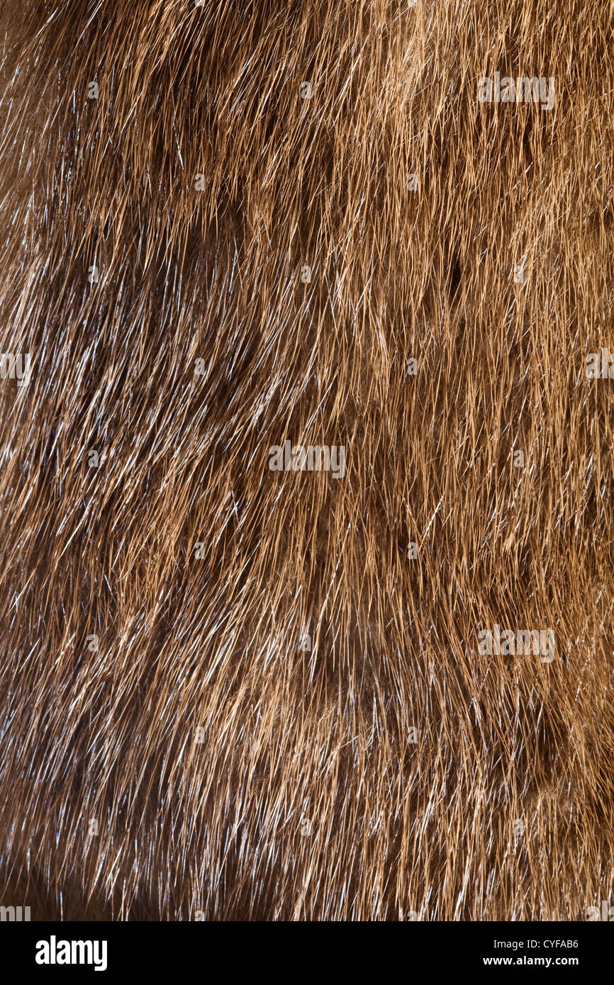 Close up shot mink hi-res stock photography and images - Alamy