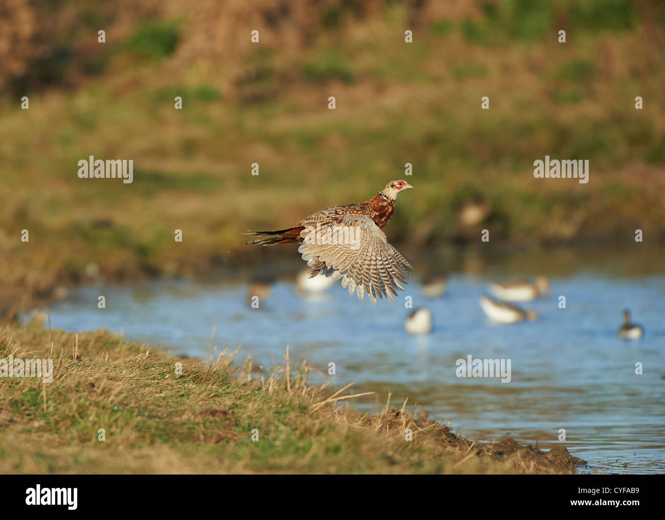 Flying Pheasant Stock Photos & Flying Pheasant Stock Images - Alamy