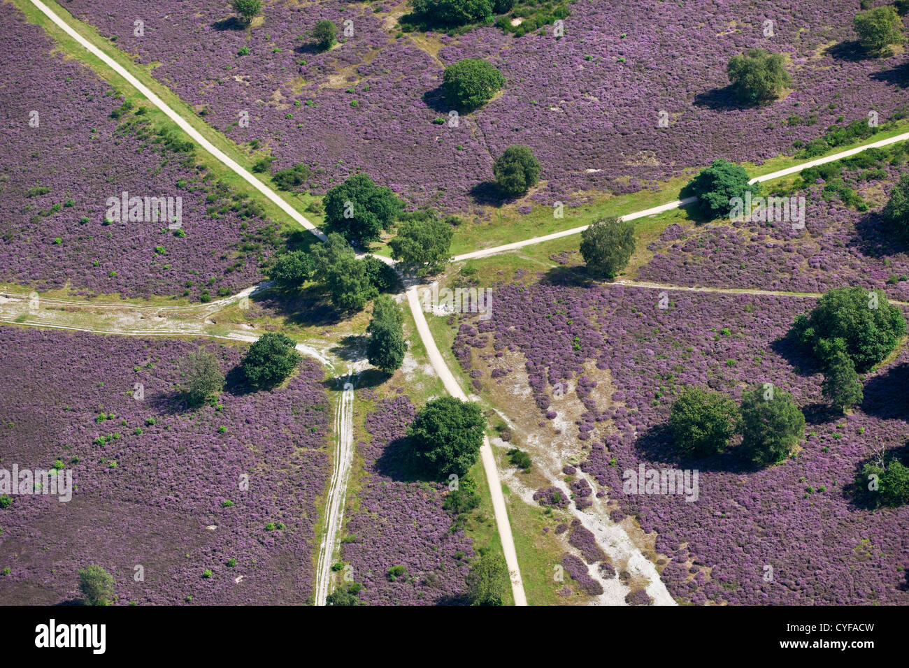 The Netherlands, Loosdrecht. Flowering heath field and walking paths ...