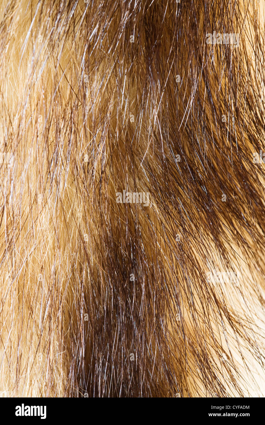 Animal fur with long hairs background, extreme close-up Stock Photo - Alamy