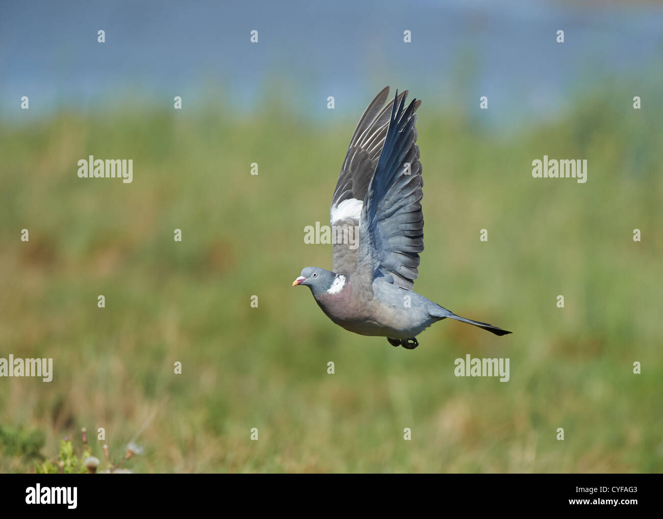 Woodpigeon flying hi-res stock photography and images - Alamy