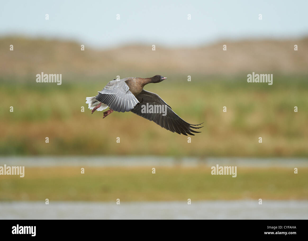 Pink-footed Goose in flight Stock Photo - Alamy