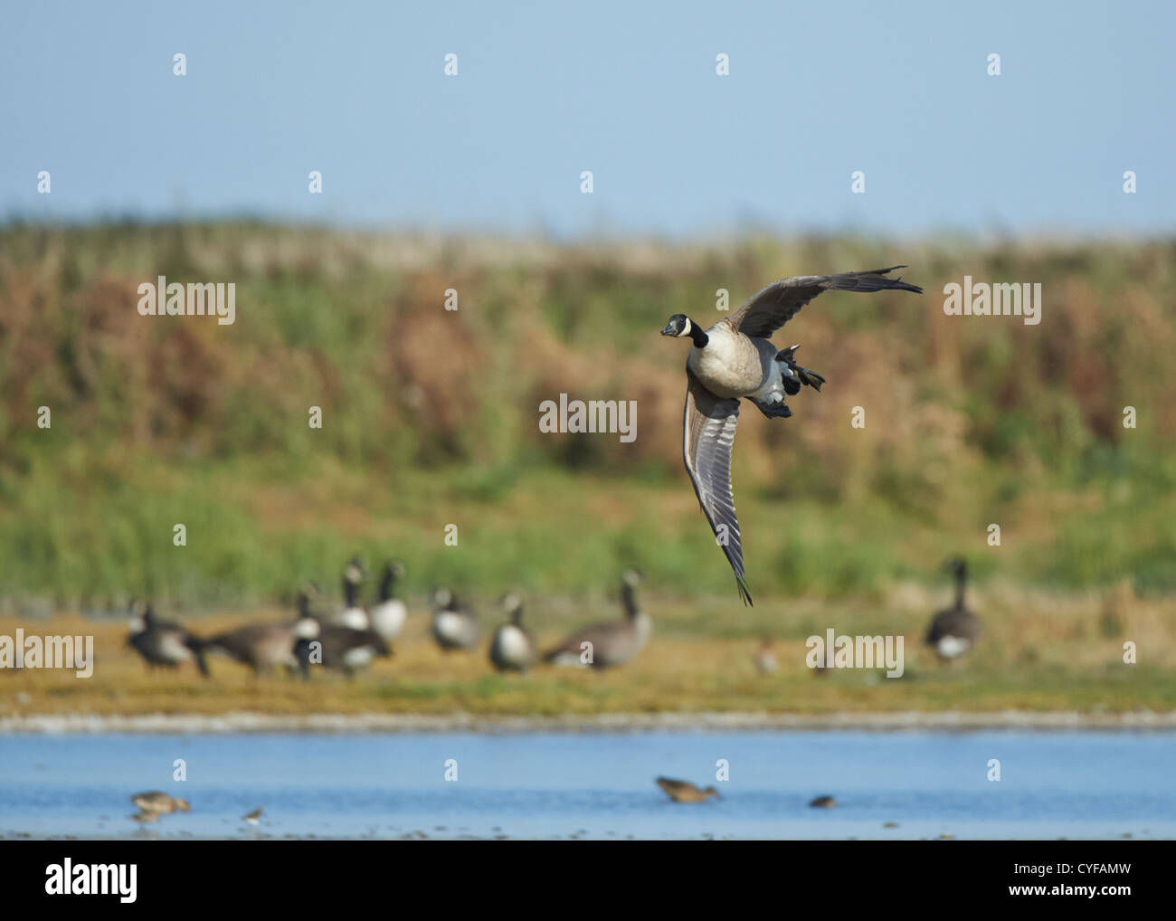 Canada Goose in flight Stock Photo - Alamy
