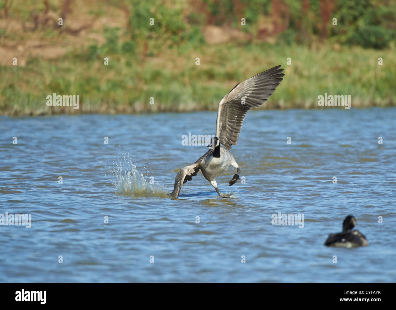 Canada Goose taking off Stock Photo - Alamy