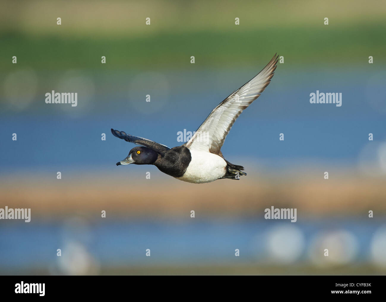 Tufted Duck in flight Stock Photo - Alamy