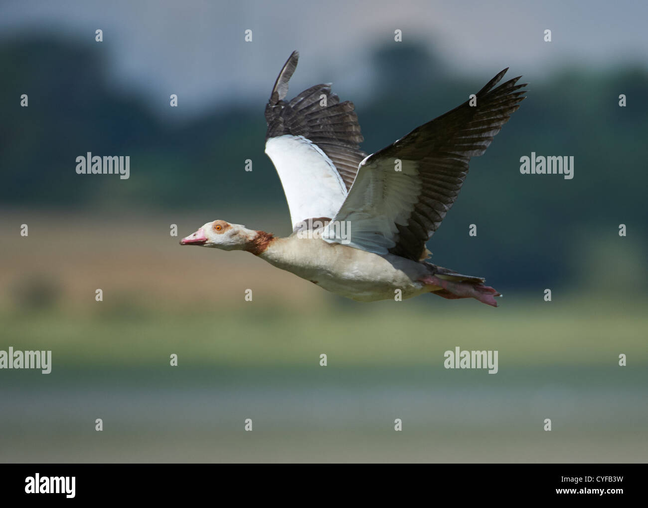 Egyptian Goose in flight Stock Photo - Alamy