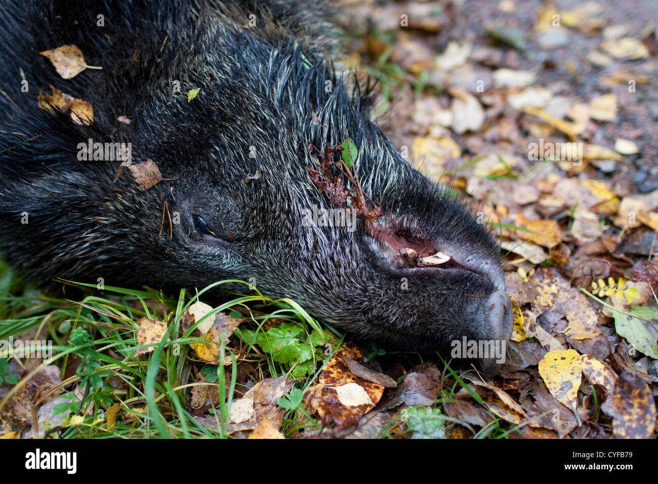 Hit wild boar and moose on road Stock Photo - Alamy