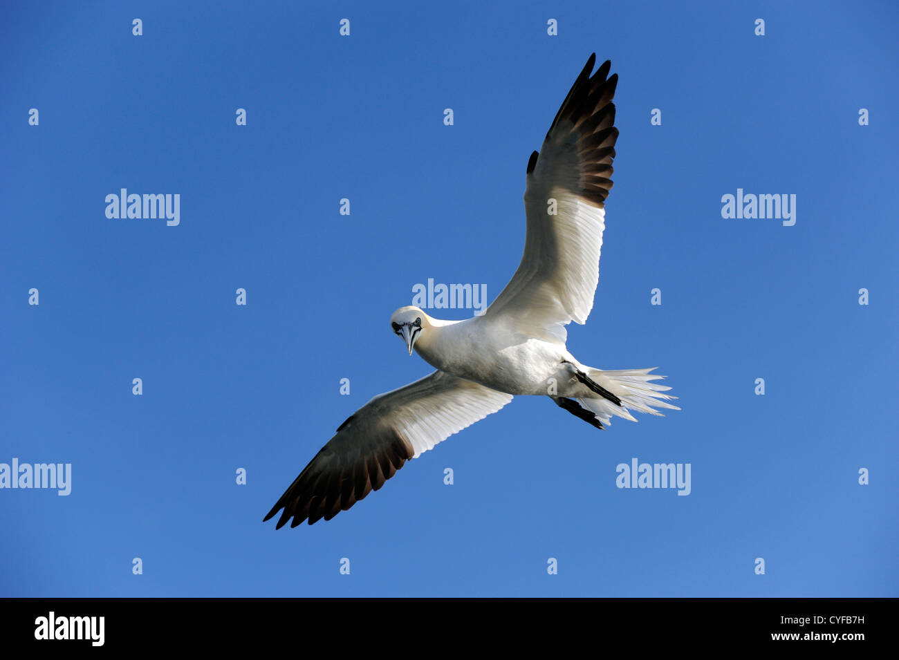 Scottish gannet hi-res stock photography and images - Alamy