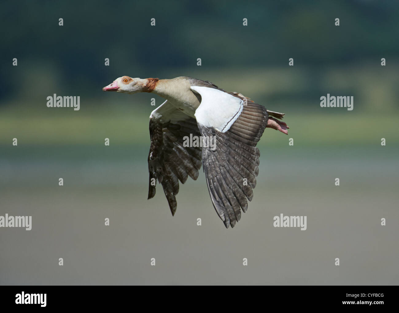 Goose flying hi-res stock photography and images - Alamy