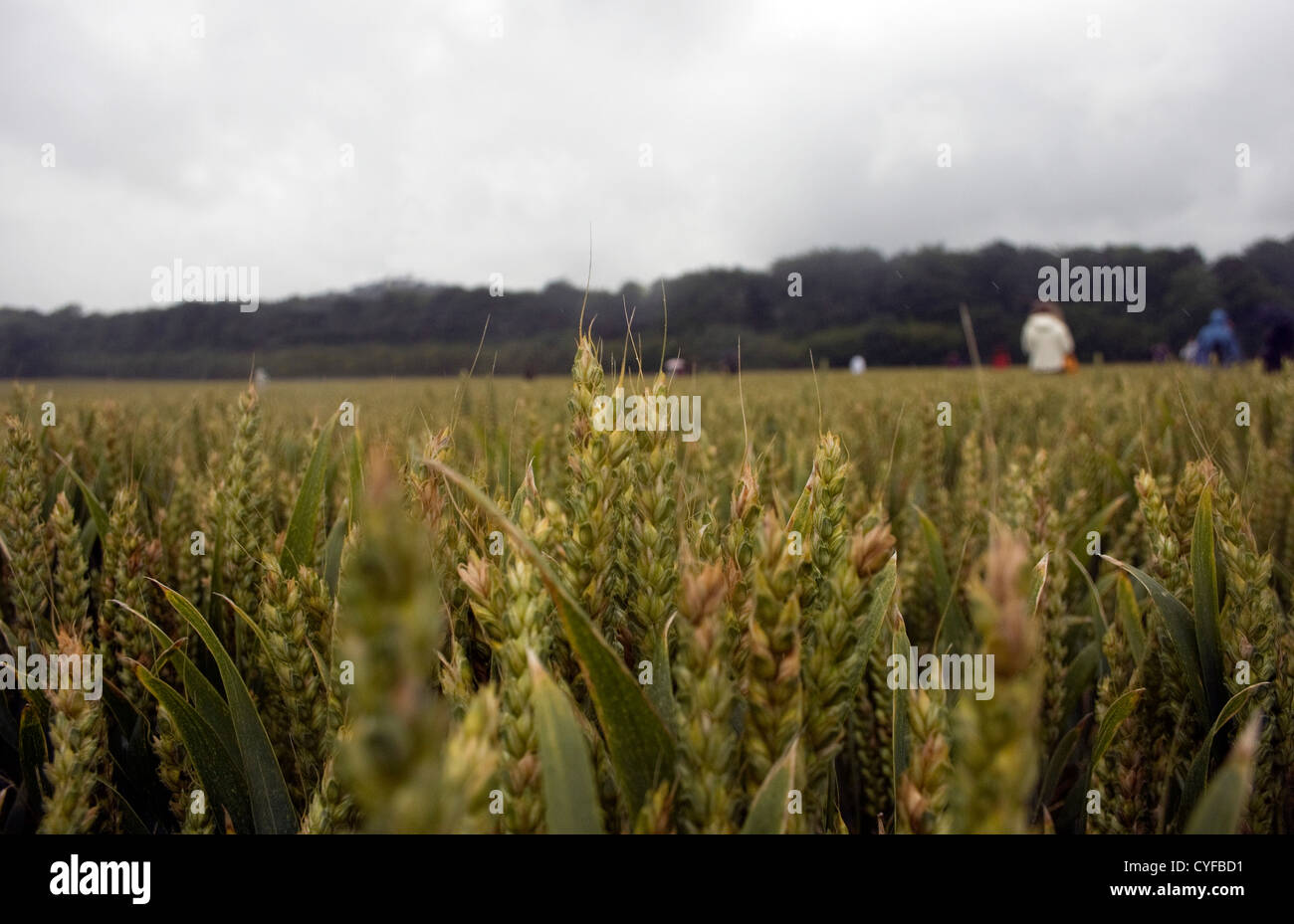 Corn life cycle hi-res stock photography and images - Alamy