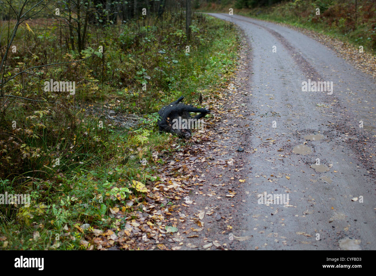 Hit wild boar and moose on road Stock Photo - Alamy