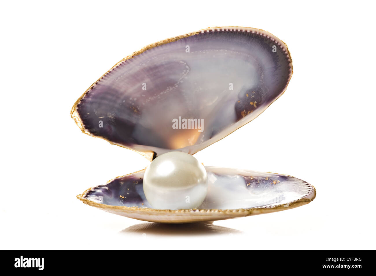 One white pearl in a sea shell on white background Stock Photo - Alamy