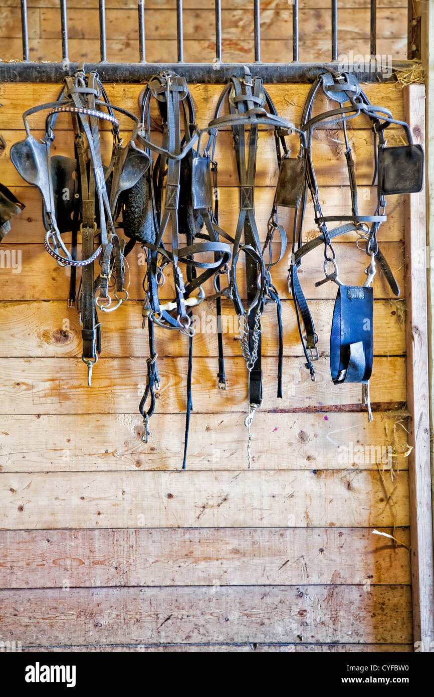 Leather Harness High Resolution Stock Photography and Images - Alamy